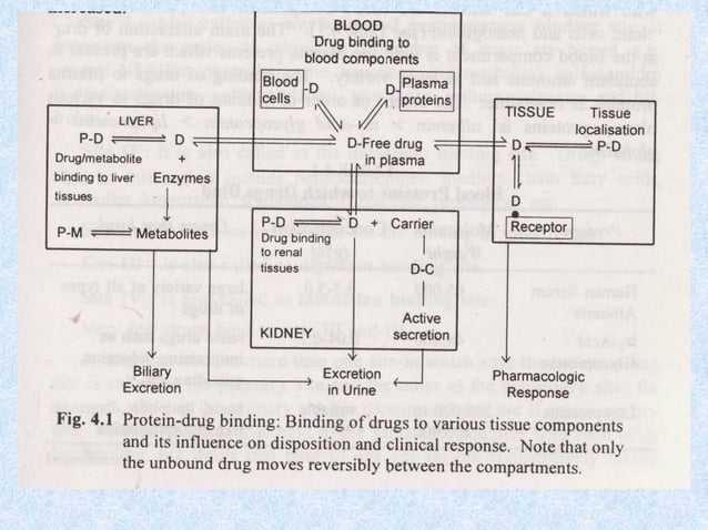 Protein binding of drug.ppt | Blood Disorders | Diseases and Conditions