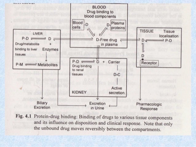 Protein binding of drug.ppt