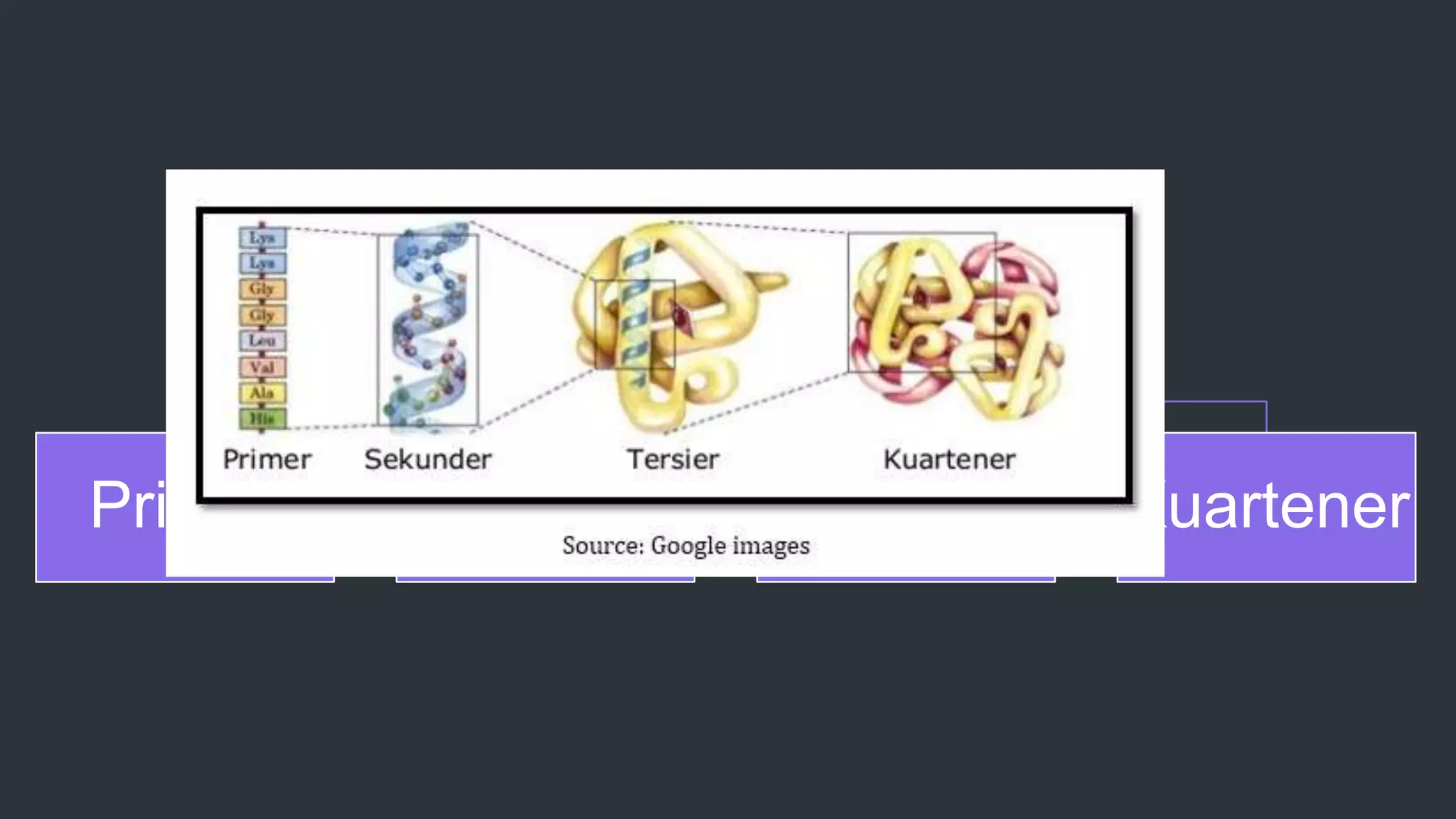 Protein biokimia | PPTX