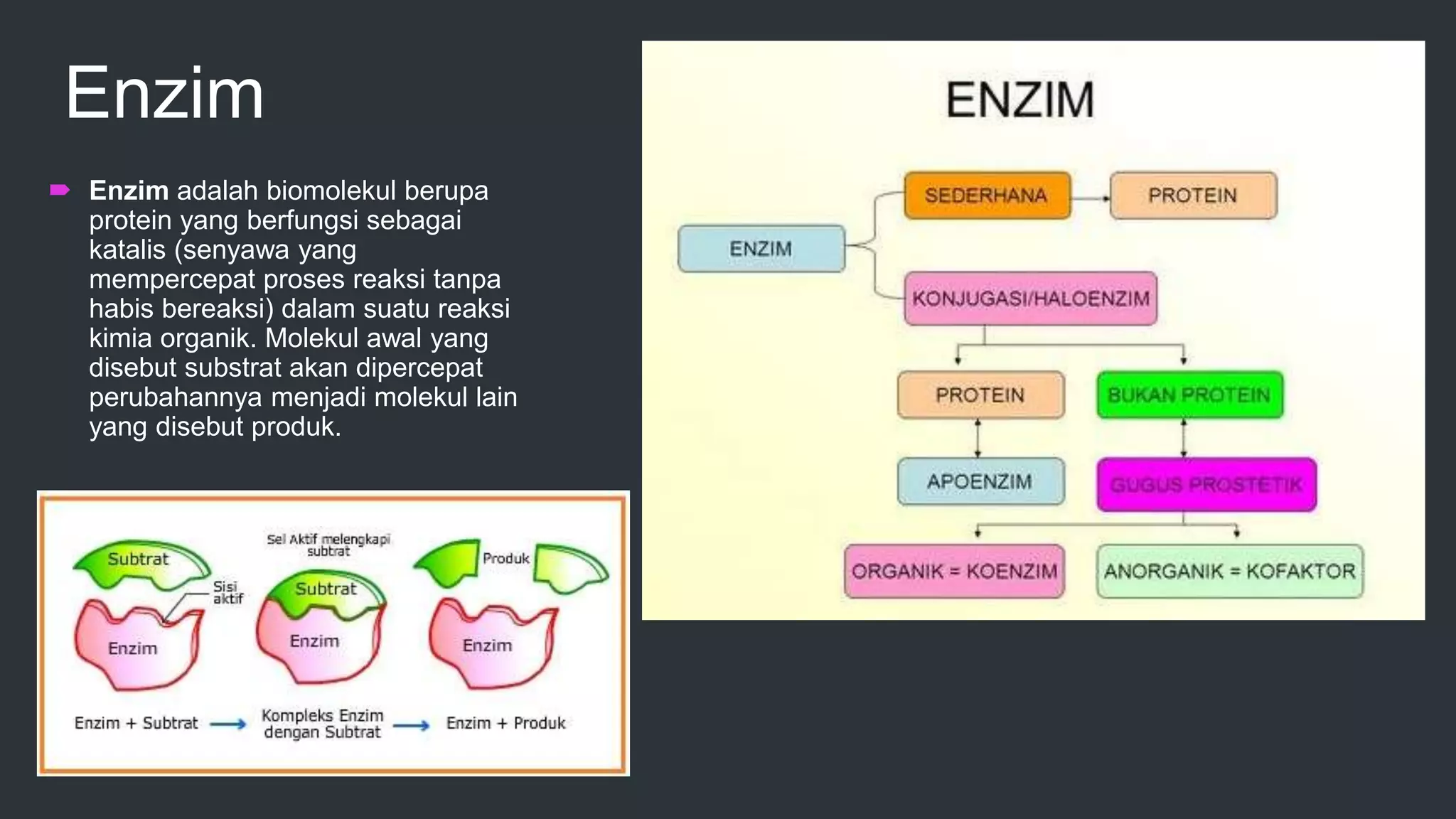 Protein biokimia | PPTX