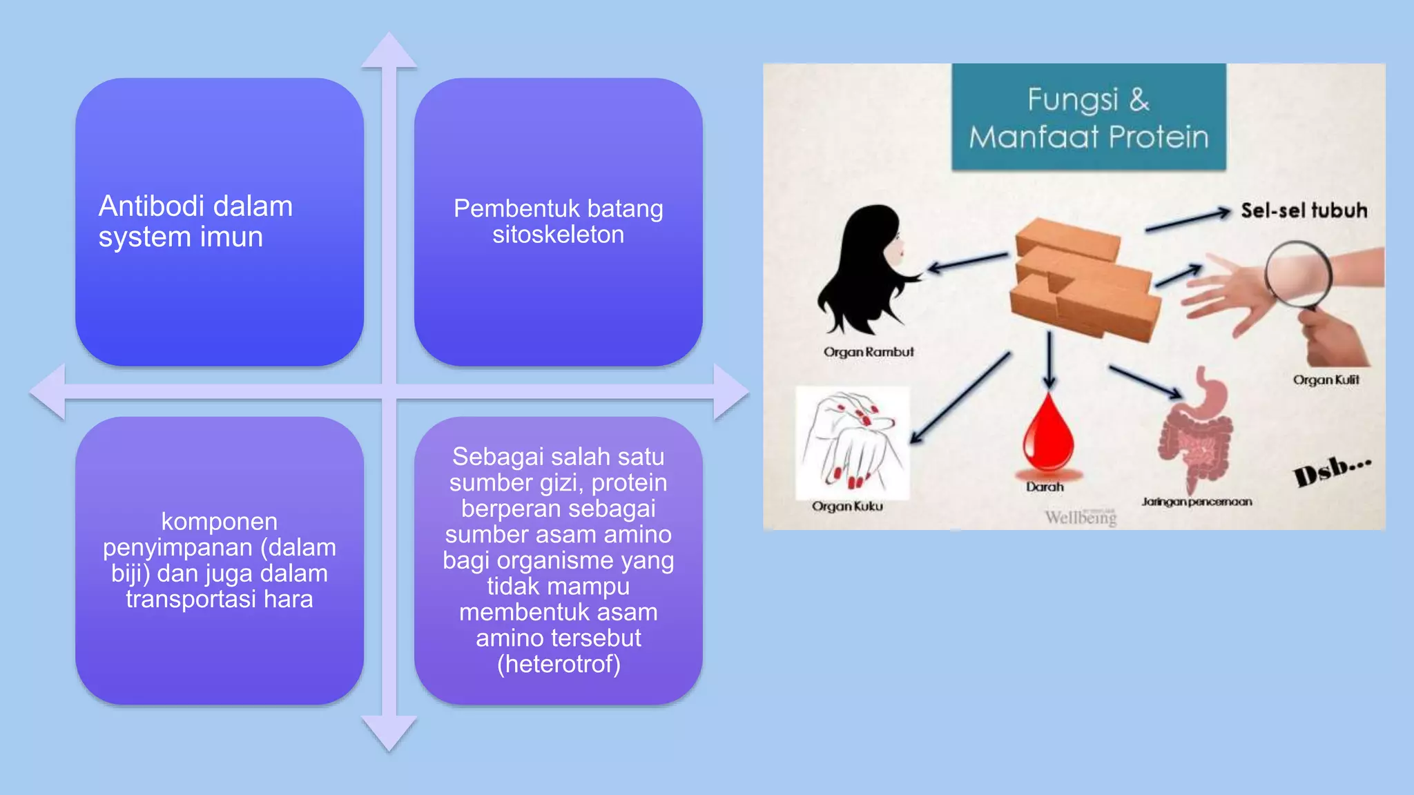 Protein biokimia | PPTX