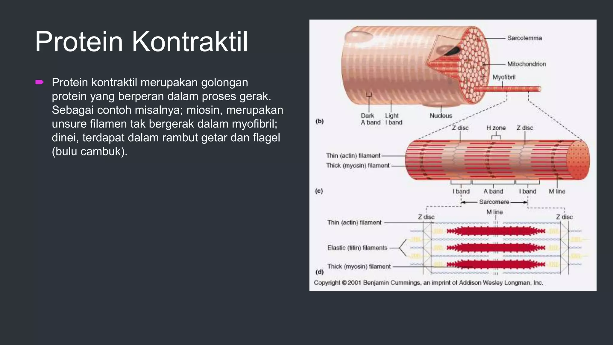 Protein biokimia | PPTX