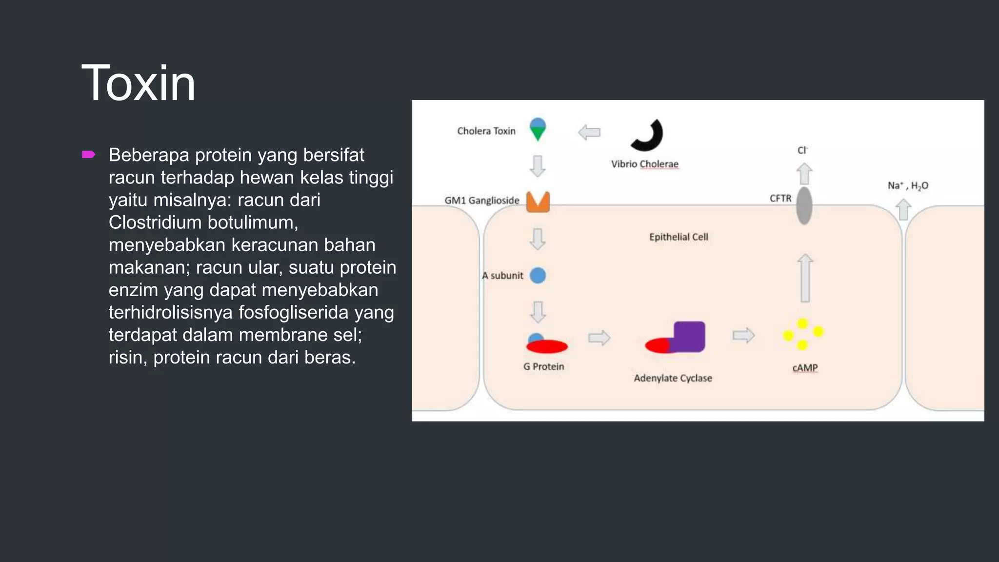 Protein biokimia | PPTX