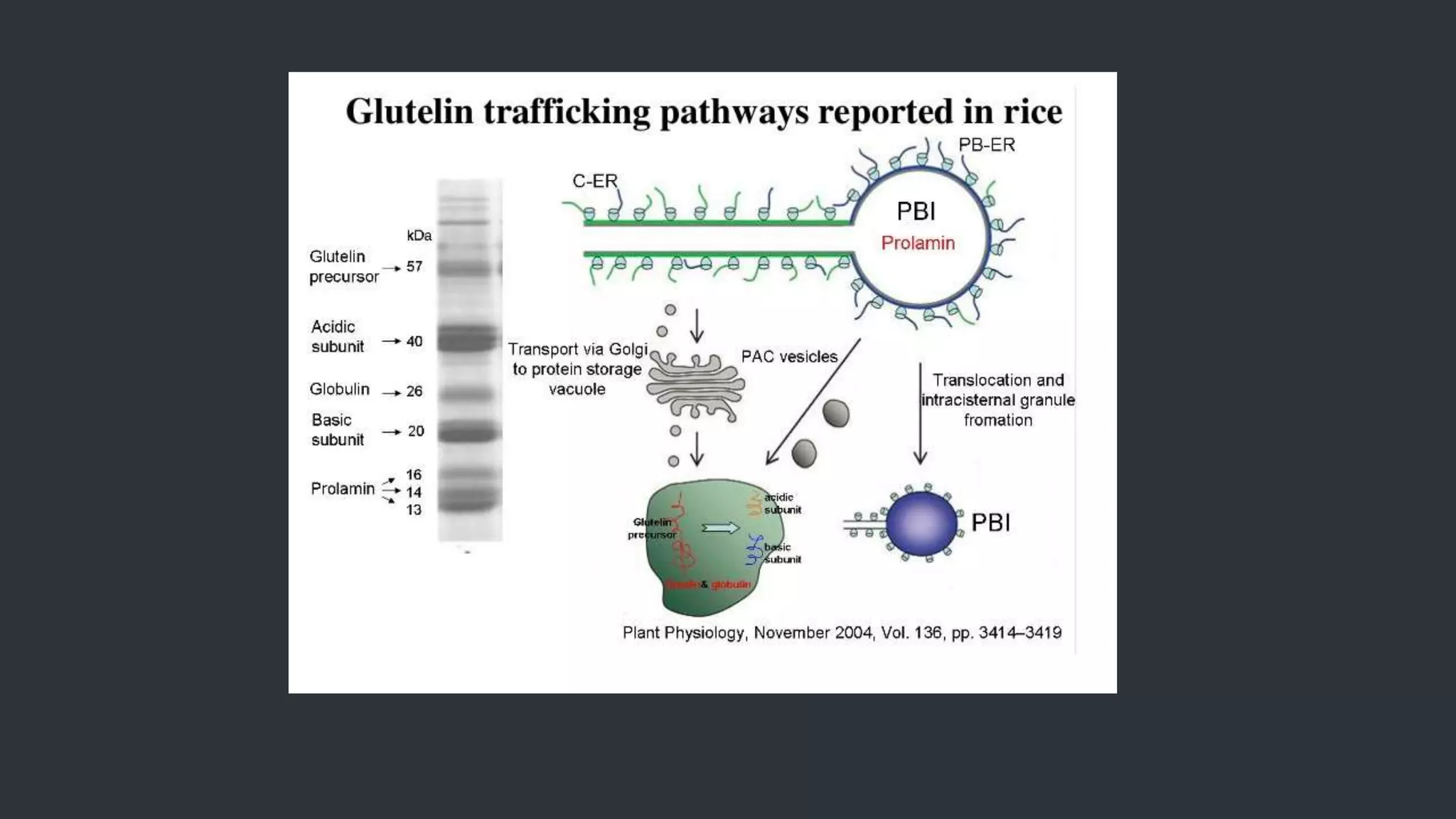 Protein biokimia | PPTX