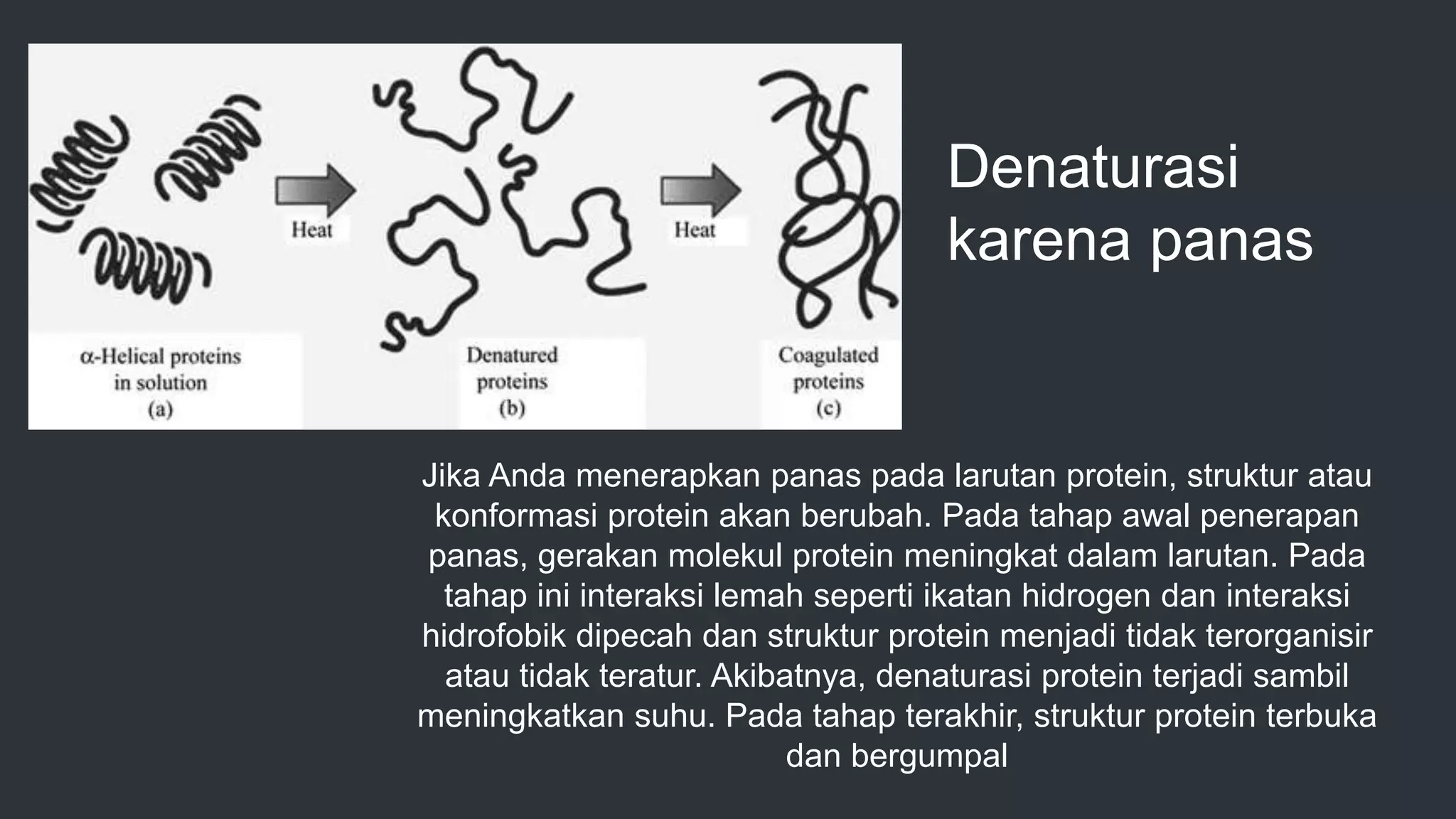 Protein biokimia | PPTX