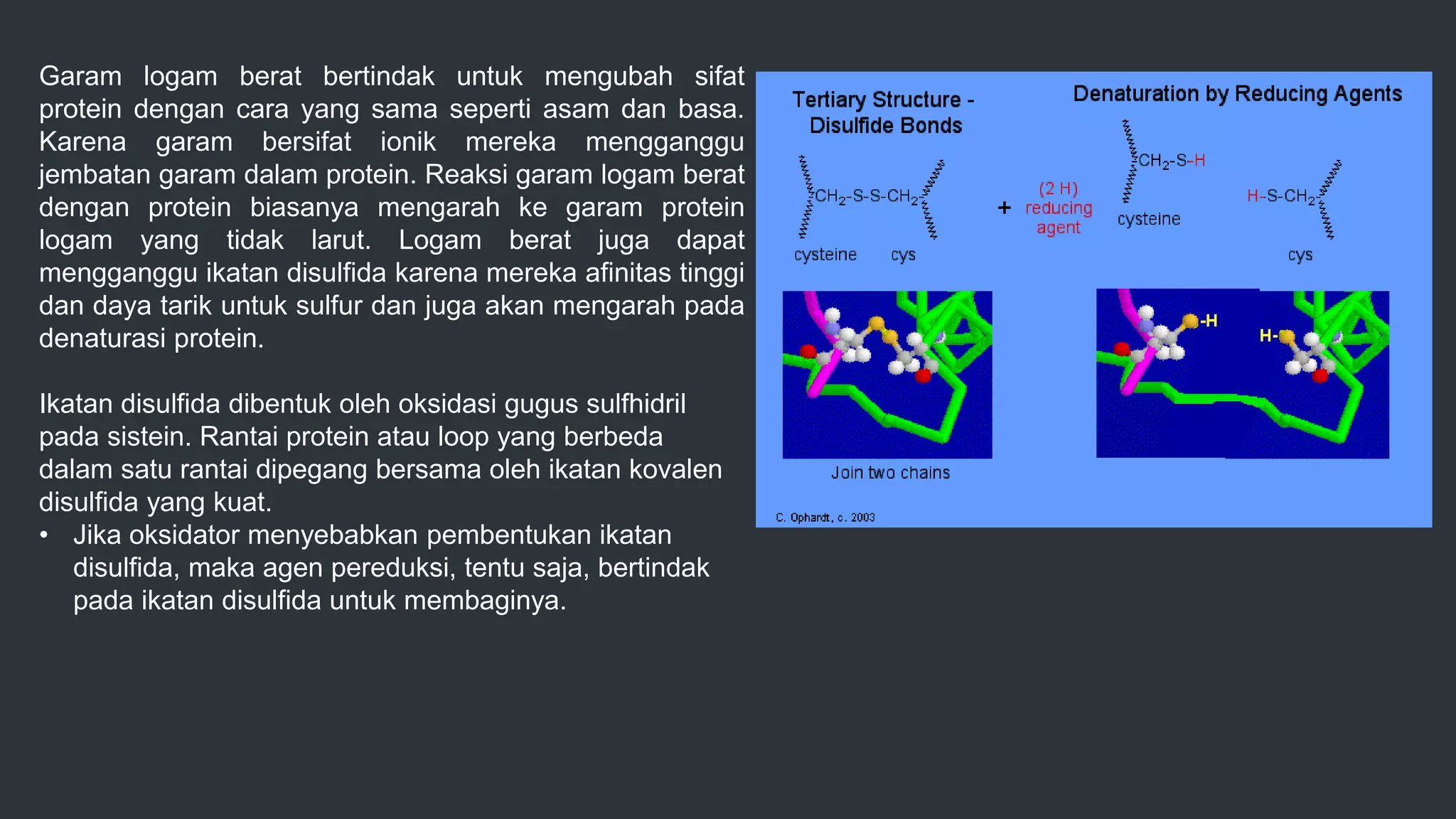Protein biokimia | PPTX