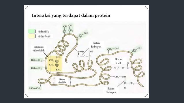 Protein biokimia | PPTX