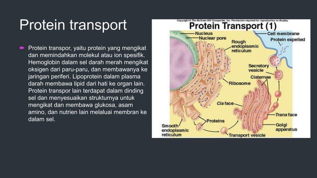 Protein biokimia | PPTX