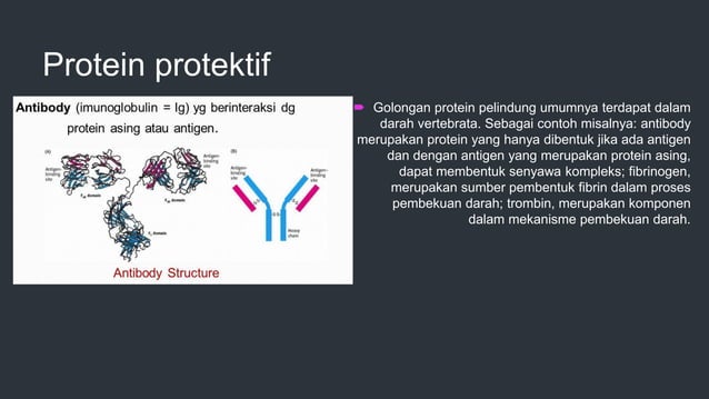 Protein biokimia | PPTX