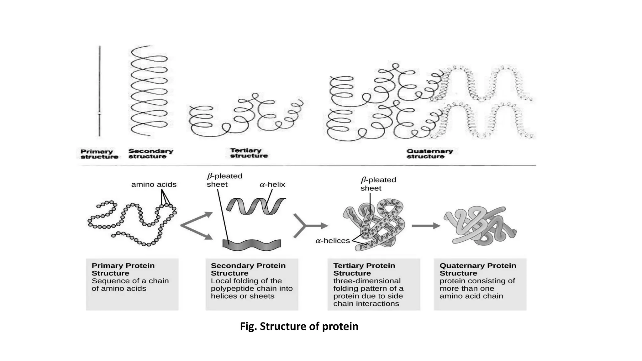 Protein (biomolecule) | PDF