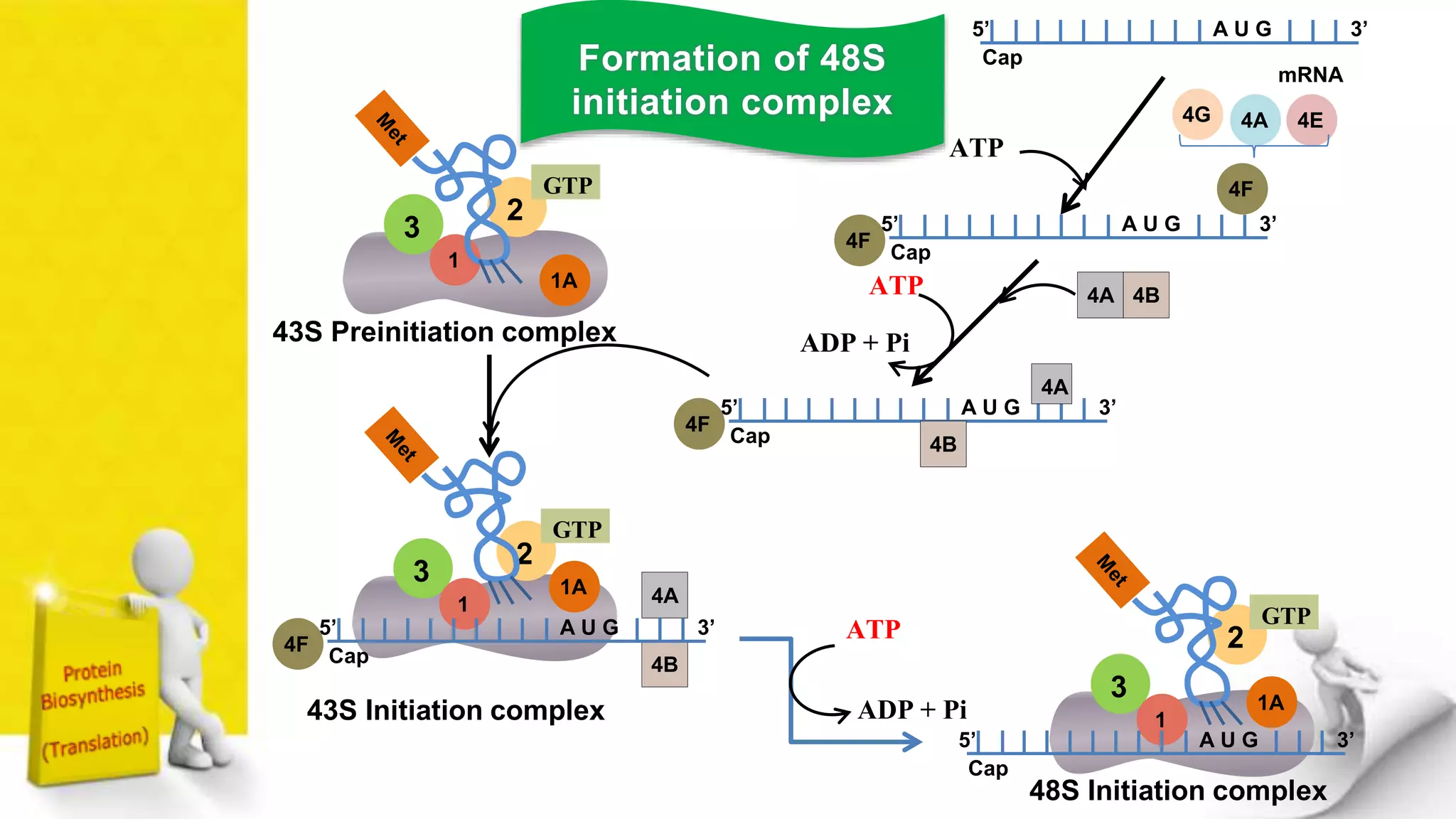 Protein biosynthesis (translation) | PPSX