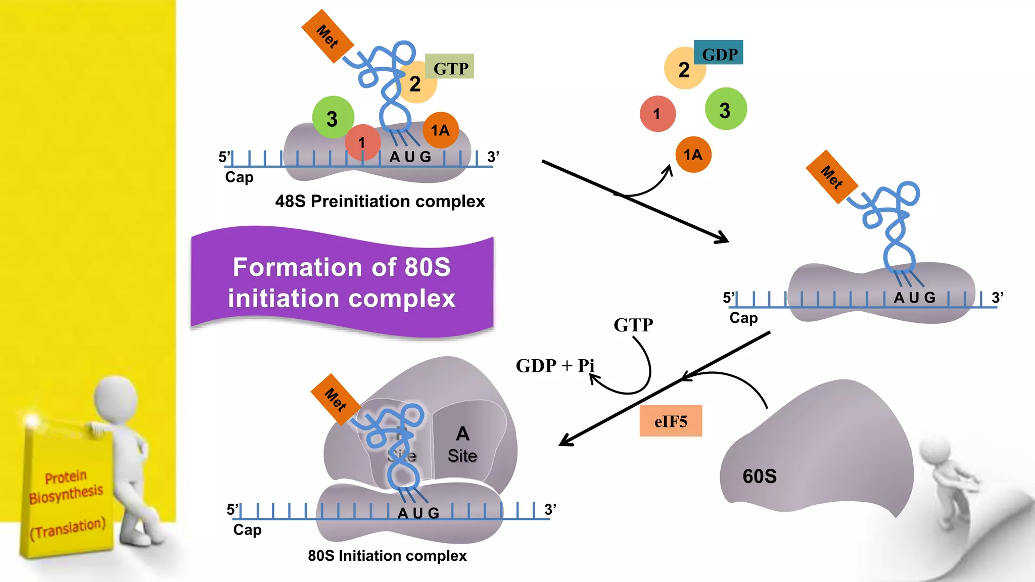 Protein biosynthesis (translation) | PPSX