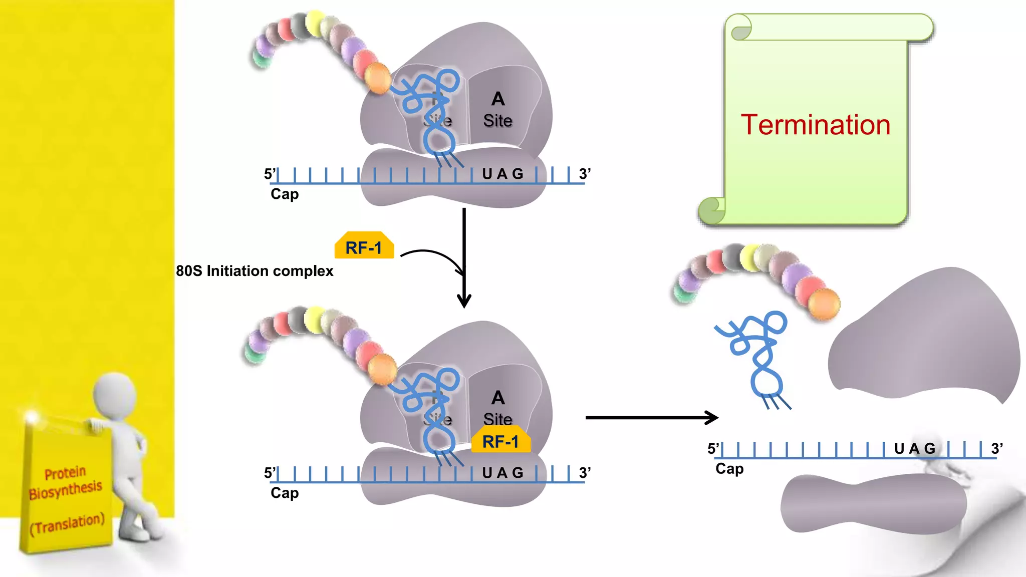 Protein biosynthesis (translation) | PPSX