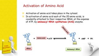Protein biosynthesis (translation) | PPSX
