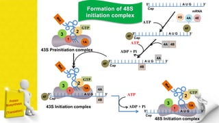 Protein biosynthesis (translation) | PPSX