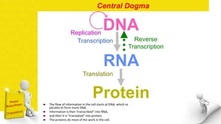 Protein biosynthesis (translation) | PPSX