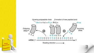 Protein biosynthesis (translation) | PPSX