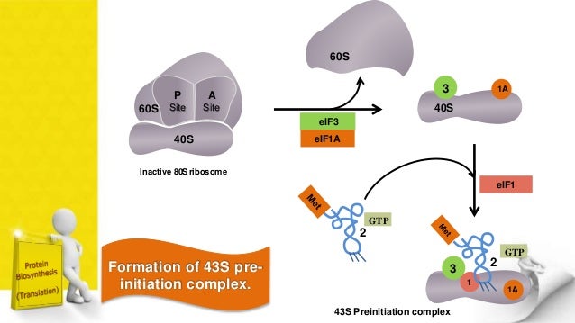 Protein Biosynthesis Translation