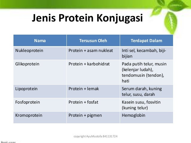 Protein by ayu mustofa