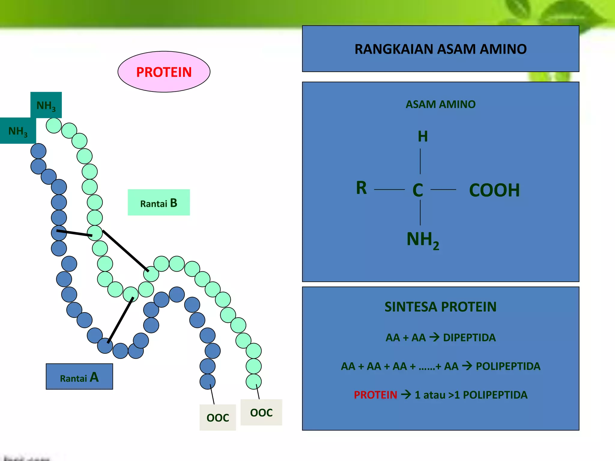 Protein biokimia | PPTX