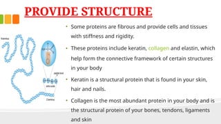 PROTEIN chapter 3.pptx Protein is a nutrient your body needs to grow ...