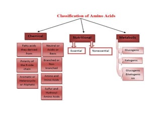 Protein chemistry 1 | PPT