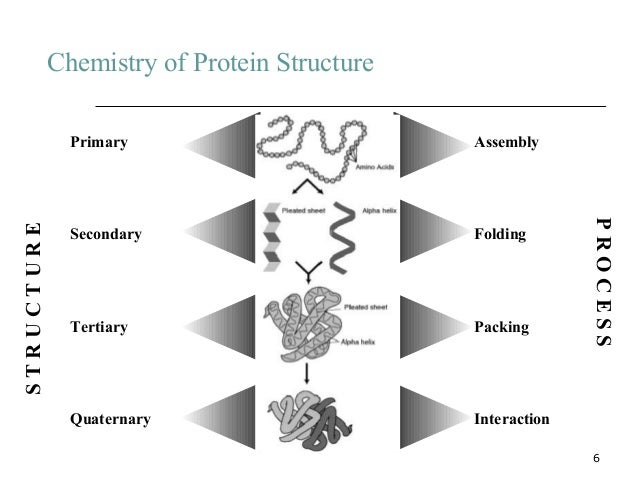 Protein Primary Structure Secondary Tertiary Quaternary