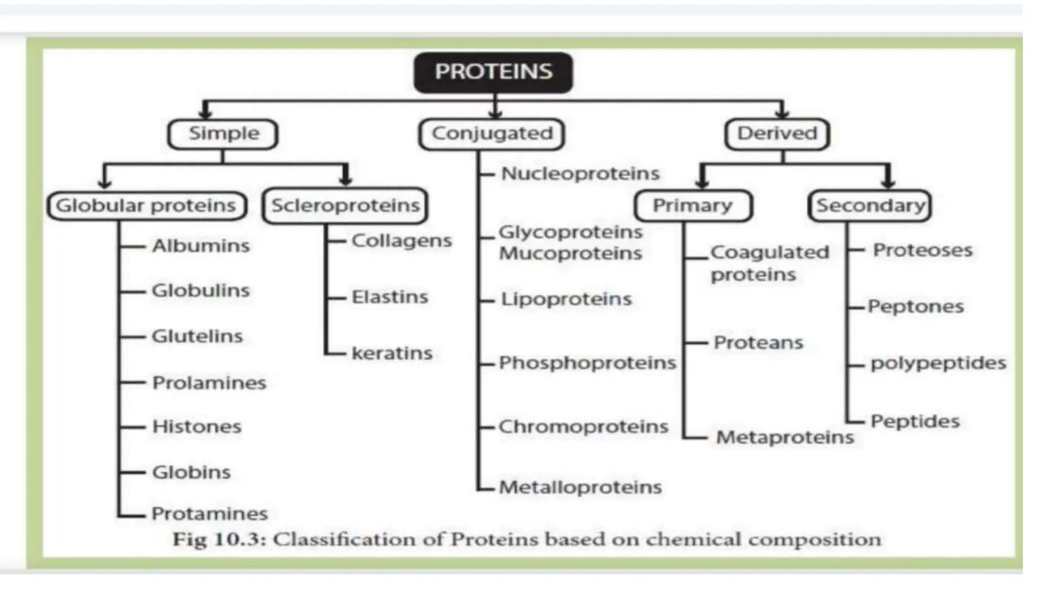 PROTEIN CLASSIFICATION.pptx