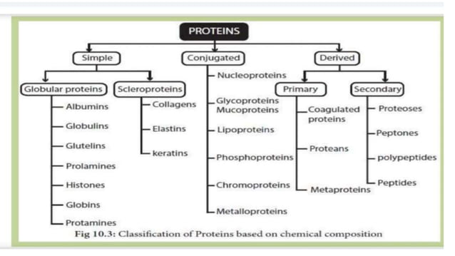 PROTEIN CLASSIFICATION.pptx