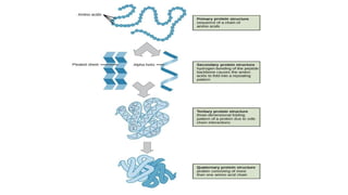 protein classification and structure.pptx | Chemistry | Science