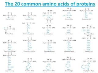 PROTEIN CLASS PPT-1.pptx