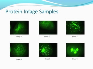 Protein crystallization image analysis ICCBM-2013 | PPT