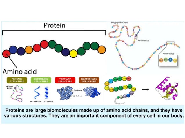 Protein Databases | PPTX