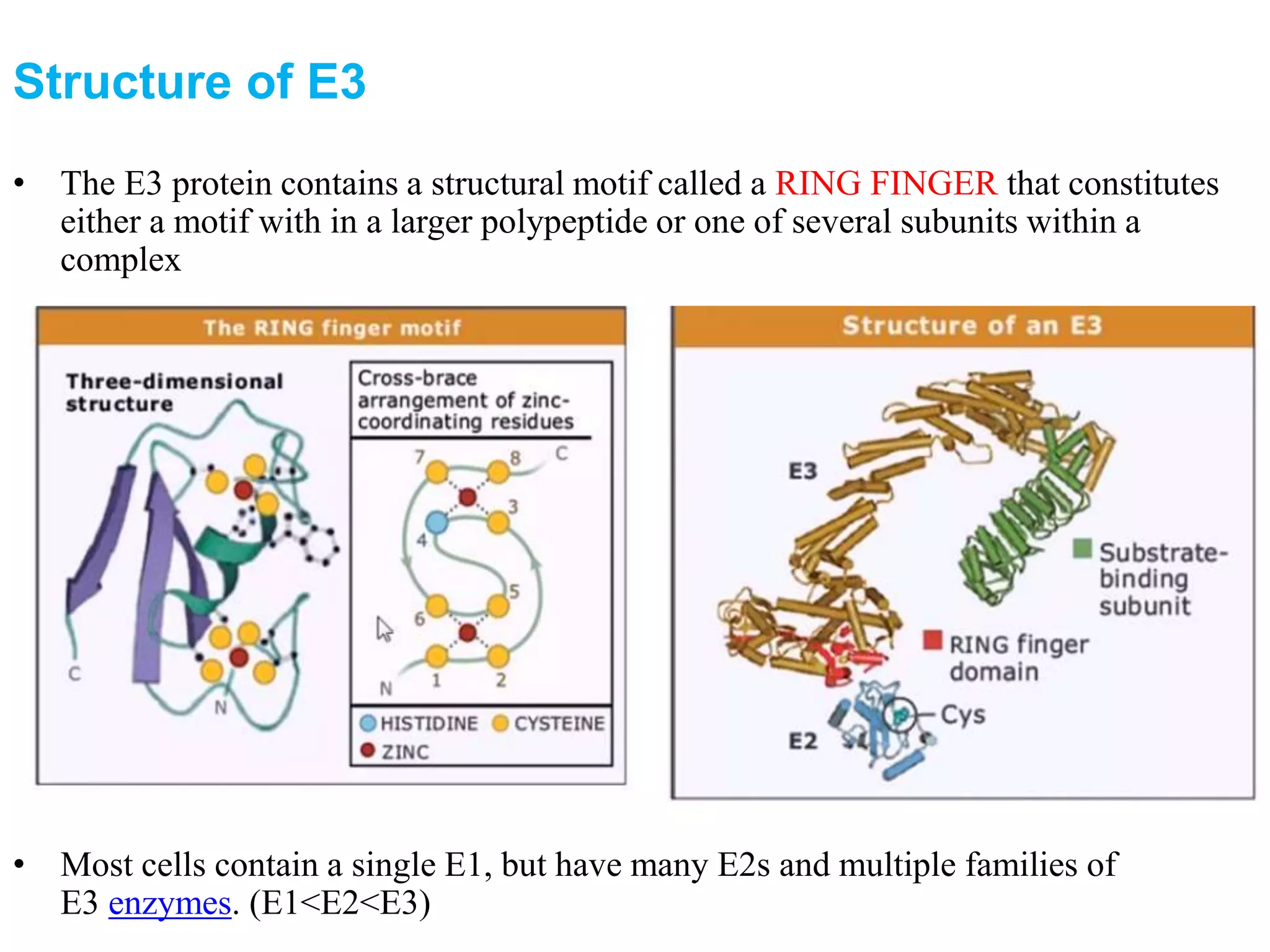 Protein degradation(molecular biology) | PPTX