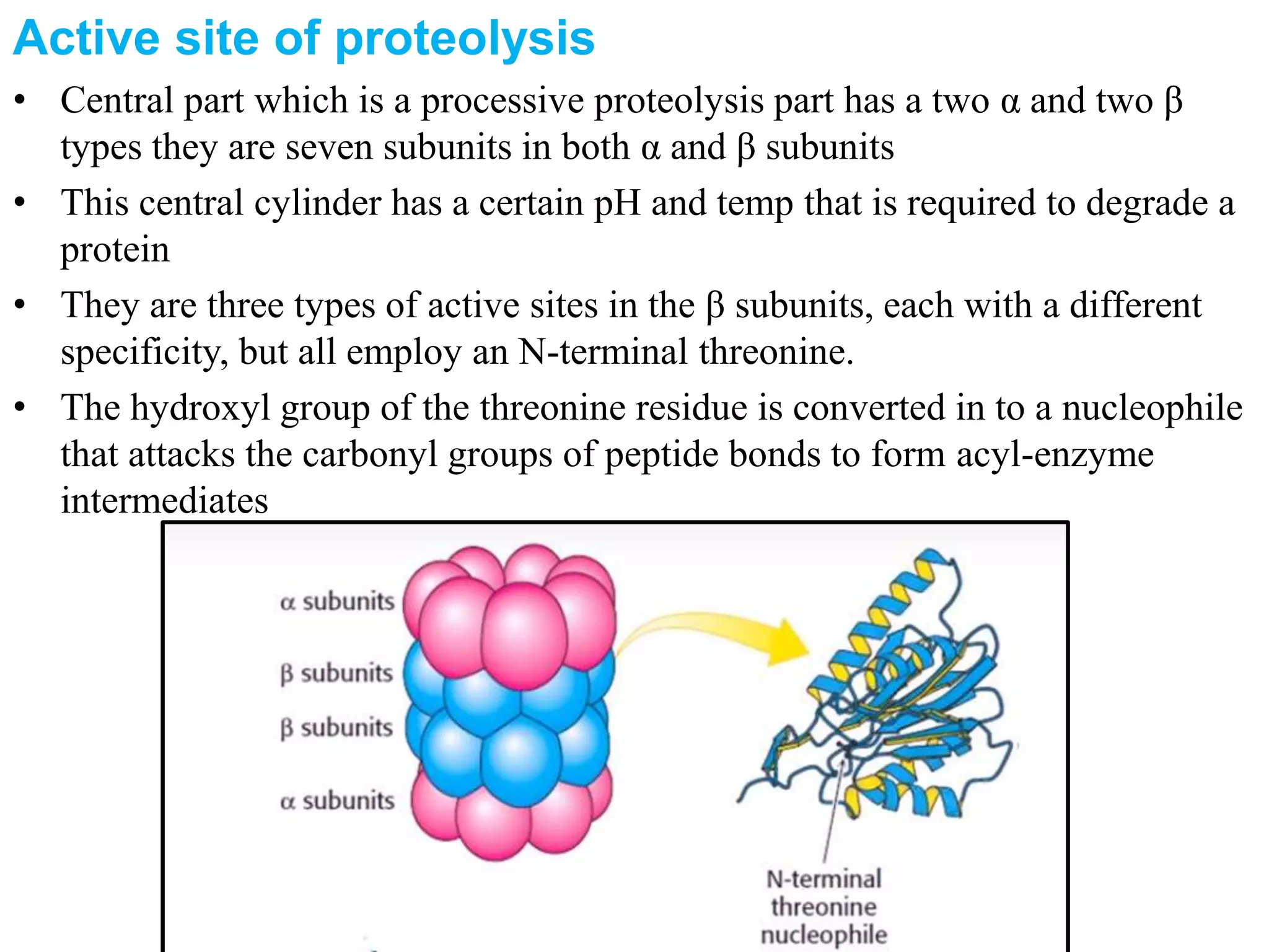 Protein degradation(molecular biology) | PPTX
