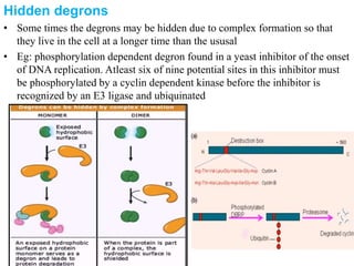 Protein degradation(molecular biology) | PPTX