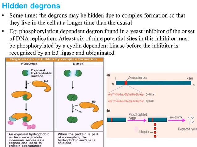 Protein degradation(molecular biology) | PPTX | Biological Sciences ...
