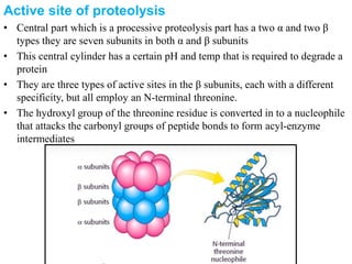 Protein degradation(molecular biology) | PPTX