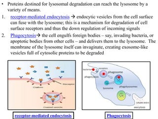 Protein degradation(molecular biology) | PPTX