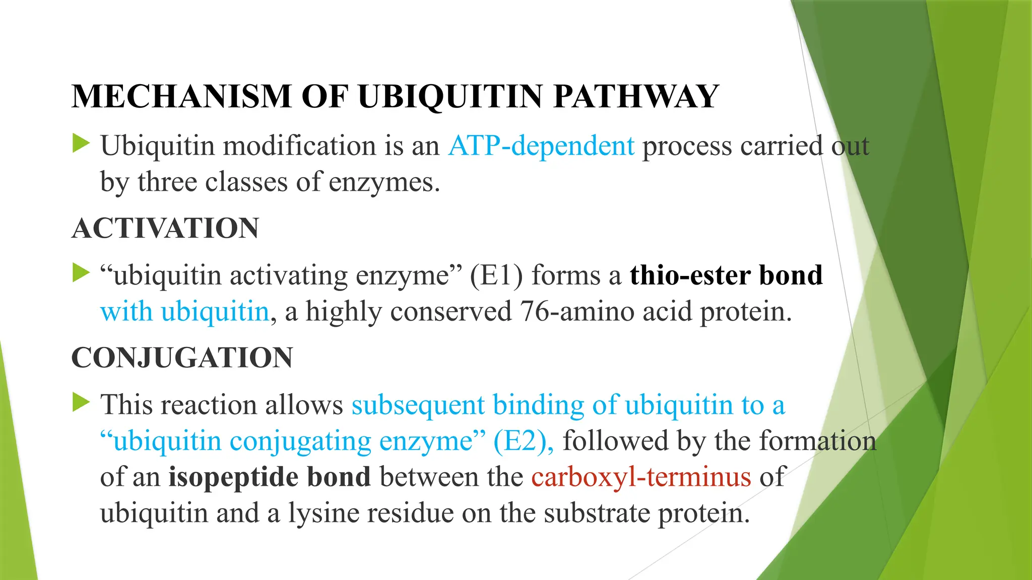 PROTEIN DEGRADATION- ubiquitin pathway and it's mechanism | PPTX