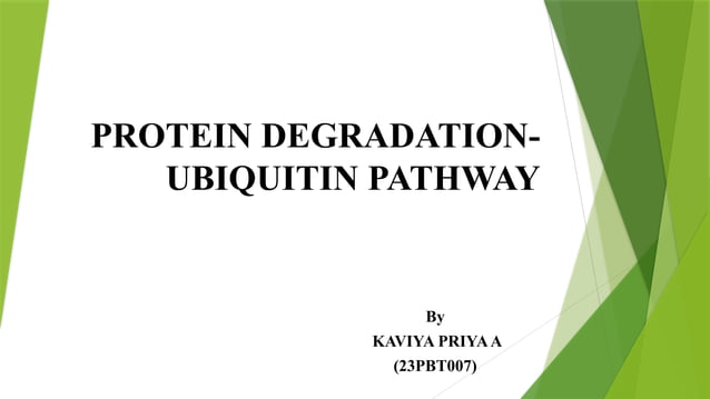 PROTEIN DEGRADATION- ubiquitin pathway and it's mechanism | PPTX