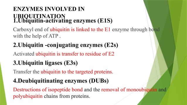 PROTEIN DEGRADATION- ubiquitin pathway and it's mechanism | PPTX