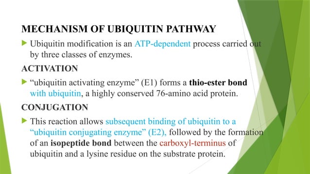 PROTEIN DEGRADATION- ubiquitin pathway and it's mechanism | PPTX