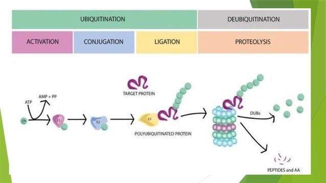 PROTEIN DEGRADATION- ubiquitin pathway and it's mechanism | PPTX