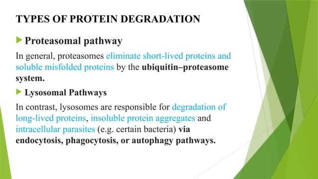 PROTEIN DEGRADATION- ubiquitin pathway and it's mechanism | PPT