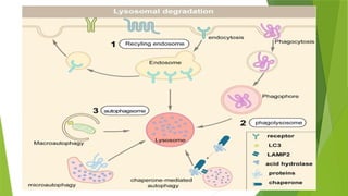 PROTEIN DEGRADATION- ubiquitin pathway and it's mechanism | PPTX