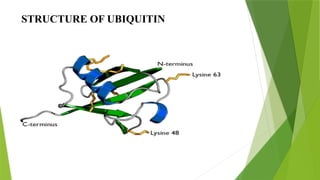 PROTEIN DEGRADATION- ubiquitin pathway and it's mechanism | PPTX