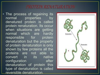 Protein denaturation | PPTX