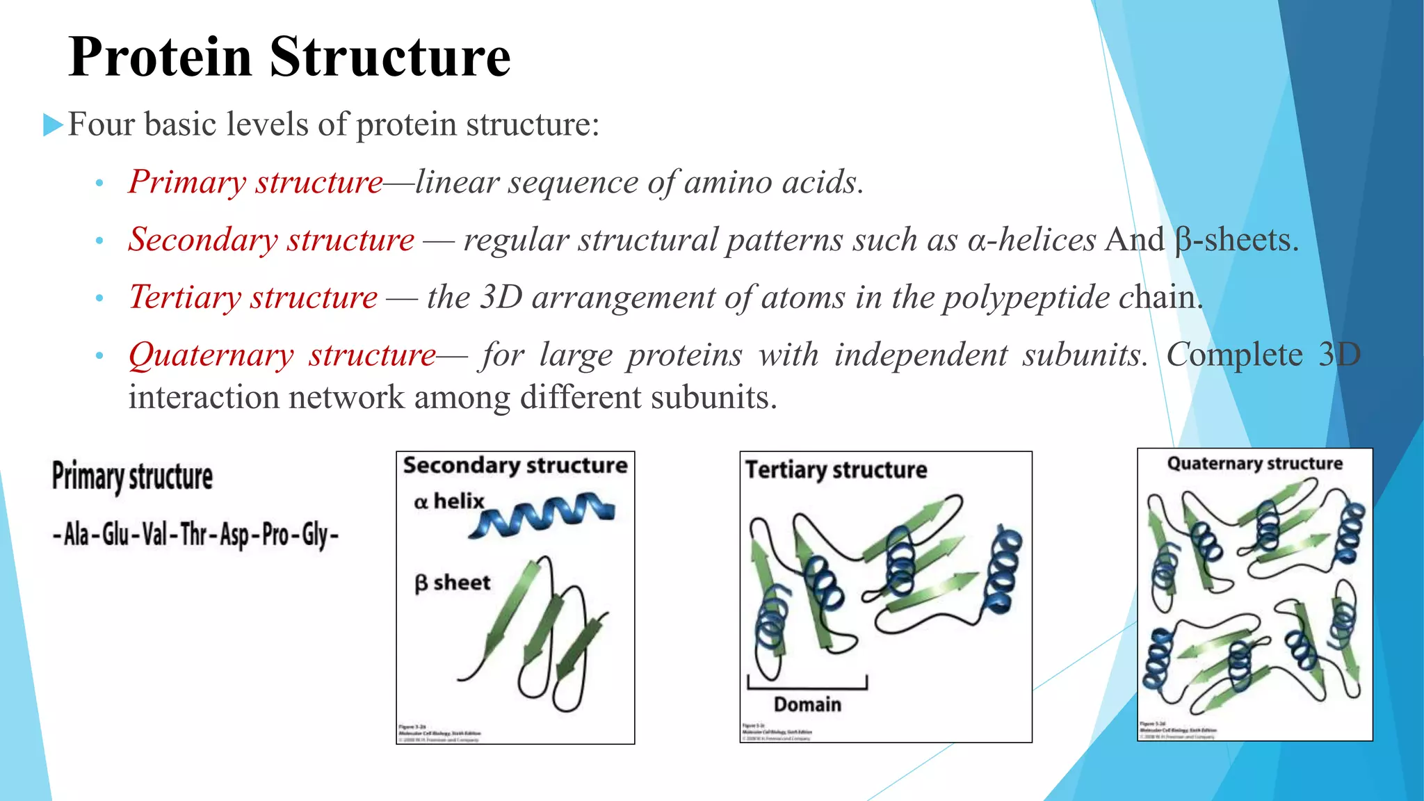 Protein Denaturation | PPT