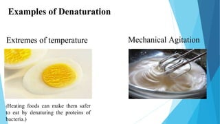 Protein Denaturation | PPT